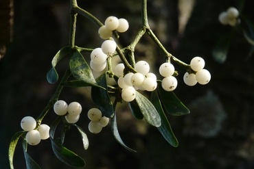 Vánoční symboly aneb jaké jsou symboly Vánoc nejen v ČR